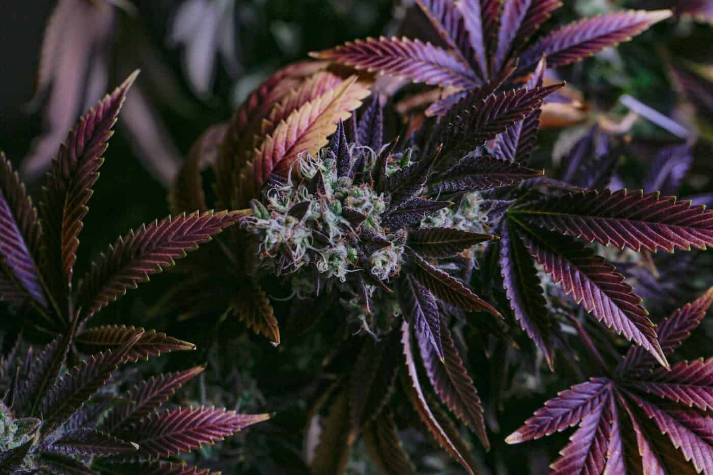 Exotic Strains - Buy Weed Online